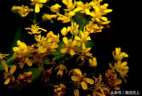 從小喝板藍根沖劑 現在才認識板藍根草 每日頭條