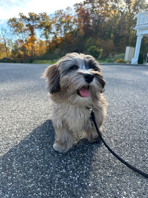 Photo Gallery Beautiful Havapoo Pictures Premier Pups