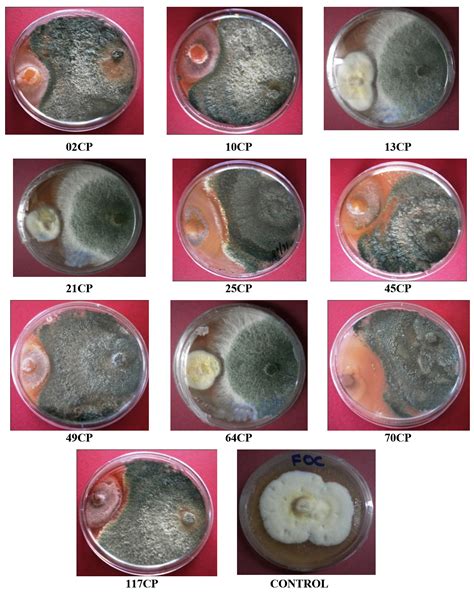 Effect Of Various Ph Levels On The Growth And Sporulation Of