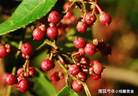 红糖和“它”一起煮，天然“去痔王”！便血时喝一杯，痔疮无踪影葛根