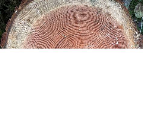 Tree Age From Image Analysis And Statistics