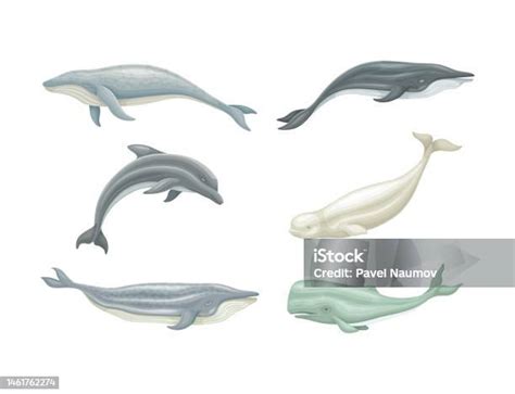 Ensemble Danimaux Mammifères Marins Illustration Vectorielle Des