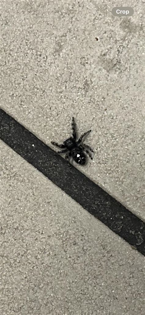 What Is This Spider R Whatsthisbug