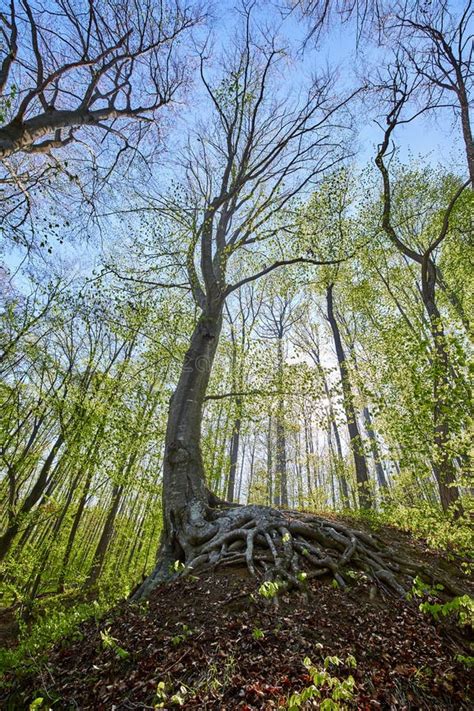 Forest Of Beech Trees Stock Image Image Of Spring Park 90742151