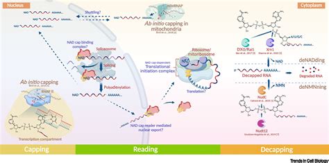 The Uncharted Territory Of Nad Capped Rna Trends In Cell Biology
