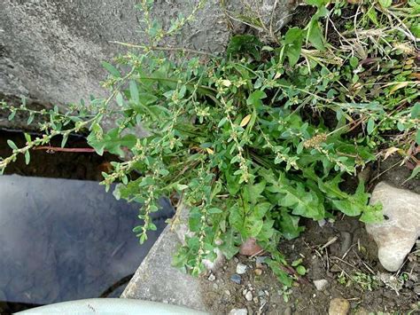 11月26日 今日の一花 ミチヤナギ道柳 gazengamaのブログ 散歩中に出合った花と趣味の陶芸作品 楽天ブログ