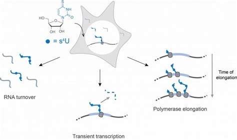 Insights Into Transcriptome Wide Rna Population Dynamics Advanced
