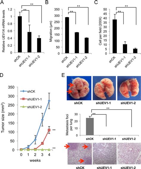 Depletion Of Ubiquitin Conjugating Enzyme Variant Uev 1 Reduces Cell