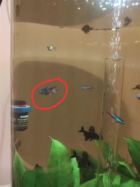 Is My Neon Tetra Pregnant Raquariums