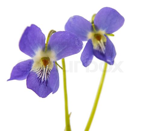 Violet Blomst Isoleret Stock Foto Colourbox