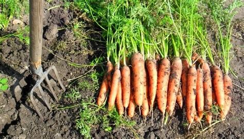 Коли копати та як правильно зберігати моркву щоб долежала до весни і не погнила