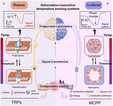 Temperature Sensing Mechanism For Human Body And The Bioinspired Model