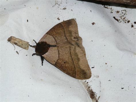 Saturniidae Hemileucinae Cerodirphia Dirphia Dirphiopsis And Pseudodirphia Fauna Paraguay