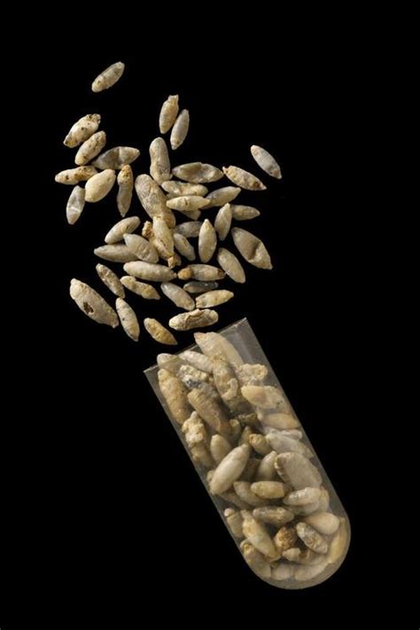 Rare Fossils Inside Fossils Show Prehistoric Parasites Nexus Newsfeed