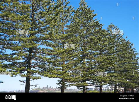 Araucaria Heterophylla Synonym A Excelsa Is A Distinctive Conifer