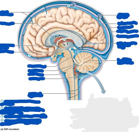 Csf Production Diagram Quizlet