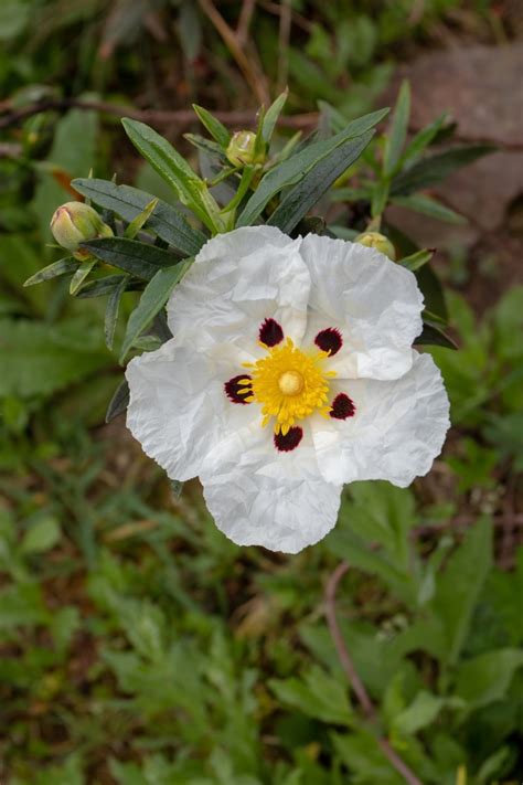Transformez votre jardin avec ces couvre sols persistants et faciles à