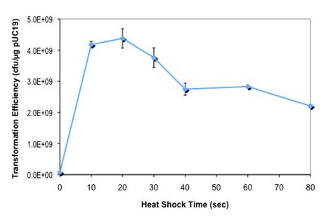 NEB 10 Beta Competent E Coli High Efficiency NEB