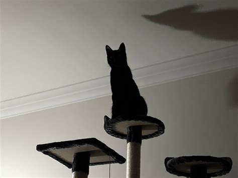 Void Cat Meme R Voidcats