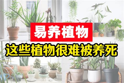 【养不死的植物】槟城好料 ️这些植物都很容易养 Penang Holiao 槟城好料