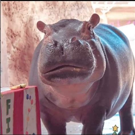 Happy National Hippo Day Who Had A Great Valentines Day And Is