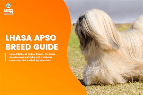Lhasa Apso Dog Breed Information Complete Guide Canine Bible