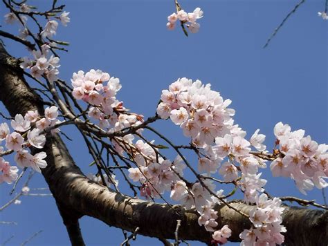 合戦場のしだれ桜 2023 治療中 福島県二本松市 縄文人たがめの格安弾丸 海外旅行 2