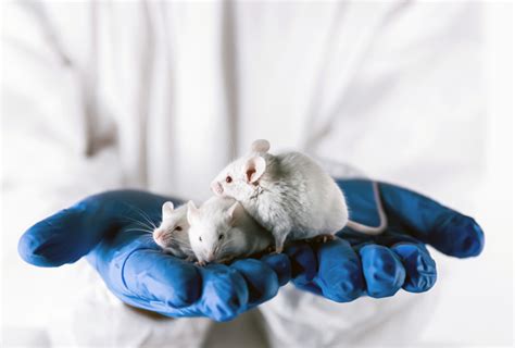 Mice With Autism Related Mutations Show Brain Signaling Imbalance