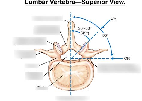 Labeling Lumbar Vertebra Superior View Diagram Quizlet