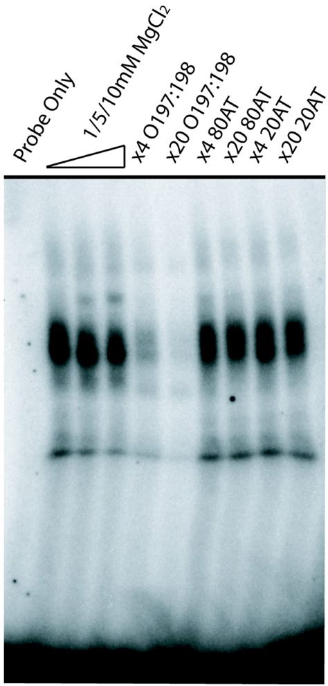 Characterization Of Pfm181 Binding Proteins By Emsa Incubation Of 32p