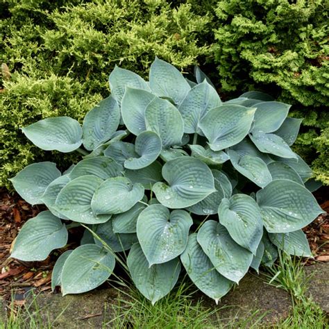 Blue Giant Hosta