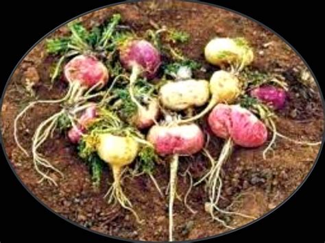 Plantas MÁgicas Plantas AfrodisÍacas Para Aumentar El Deseo Sexual