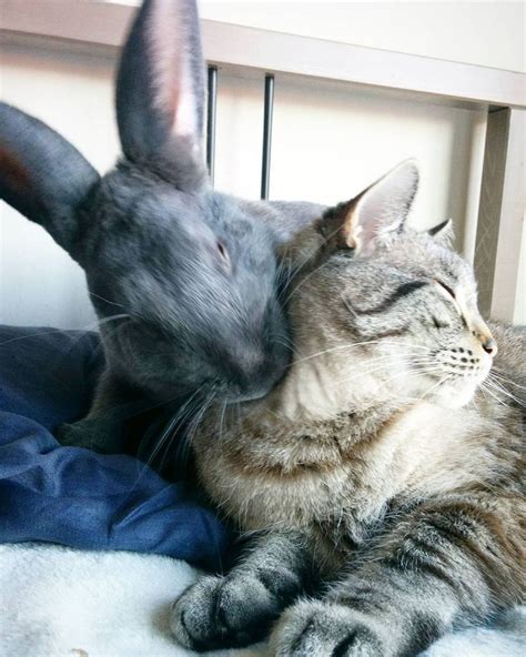 Cuddling Cat And Rabbit