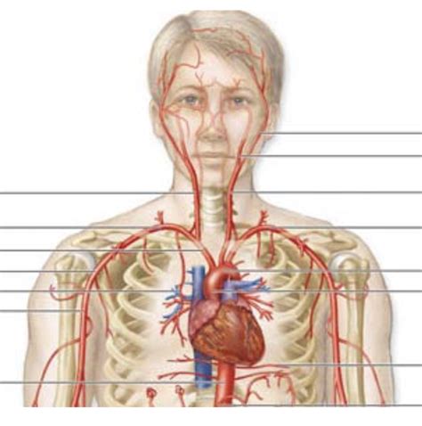 Veinsarteries 2 Diagram Quizlet