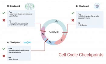 17 1 Cell Cycle Checkpoints College Biology I