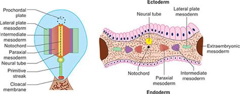 Lateral Plate Mesoderm