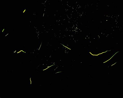 Life On The Edge Fireflies The Flash Season Approaches
