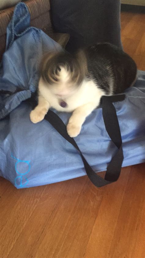 Pistachio Shook His Head Right When I Snapped The Pic Imgur