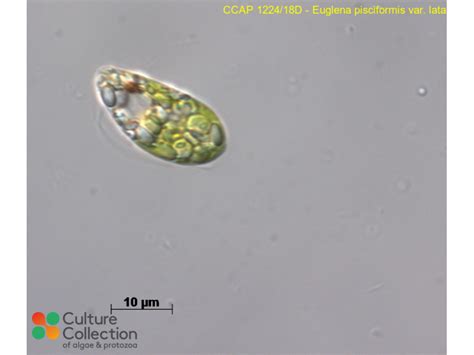 Phylum Euglenophyta