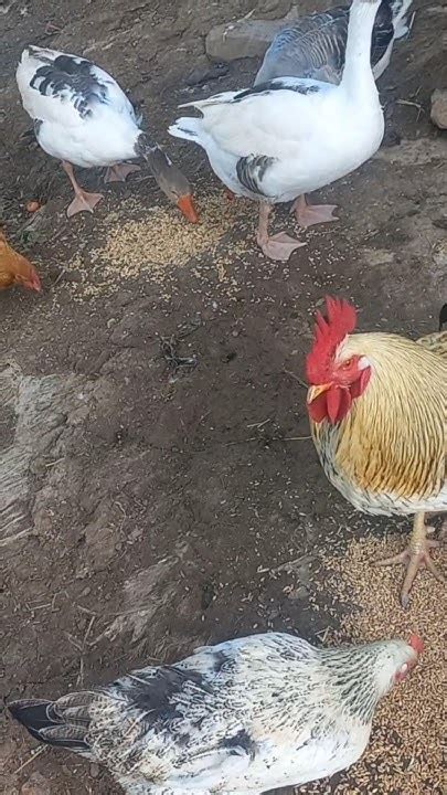 آب و دانه خوردن خروس و مرغها وغازهاwater And Grain For Roosters Hens And Geese Youtube