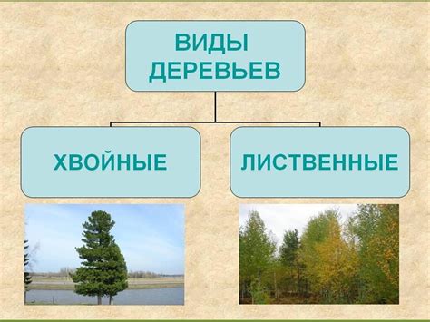 Хвойные деревья картинки для детей 50 фото красивые картинки и обои