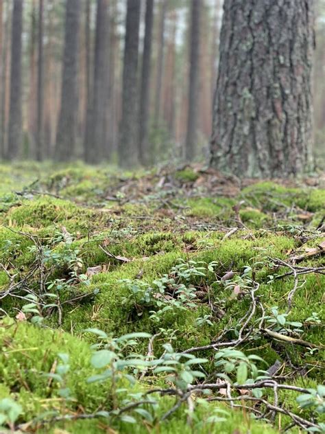Ground Overgrown With Green Moss Grass And Tree Trunks Stock Image