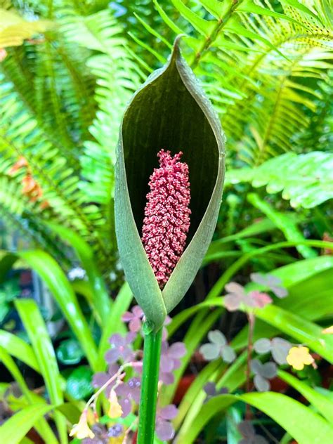 Kew Orchid Festival 2025 Celebrates Perus Biodiversity