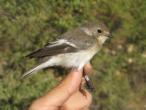 Isring The Israeli Ringing Blog Marsh And Reed Warbler Identification