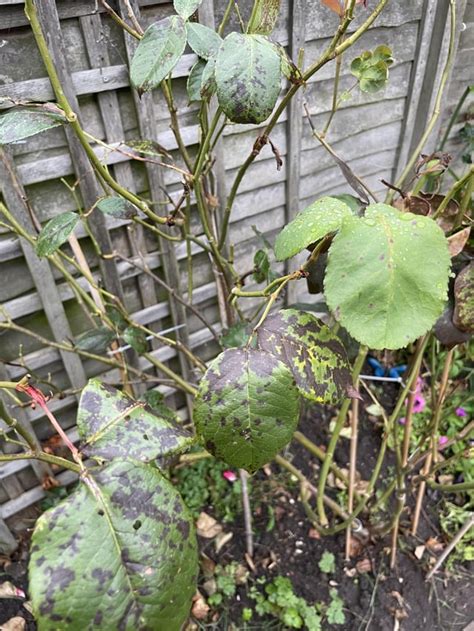 20 Plant Fungicide Homemade Mikhailajed