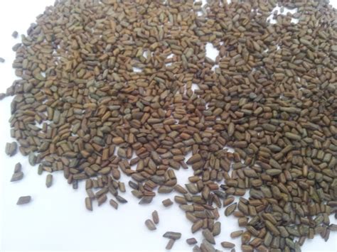 Cassia Tora Seed Cassia Seeds कैसिया तोरा कैसिया टोरा In Parimal