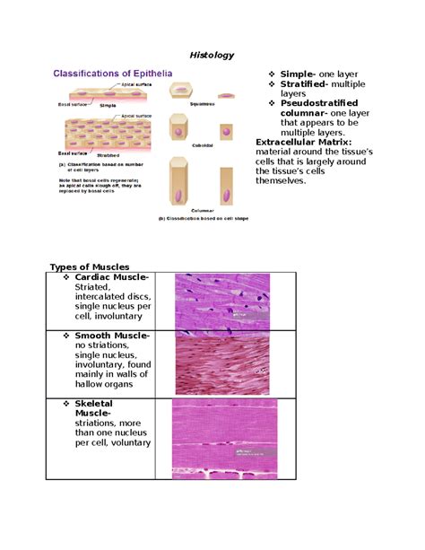 Histology Extracellular Matrix Material Around The Cells That Is Largely Around The Cells
