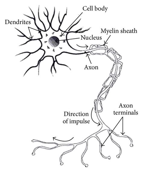 Anatomy Of A Neuron Worksheet