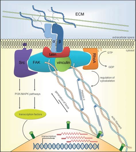 Fig 2 2 Integrin Mediated Recognition Of Extracellular Matrix