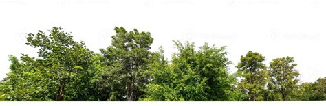 Tree Wind Stock Photos Images And Backgrounds For Free Download